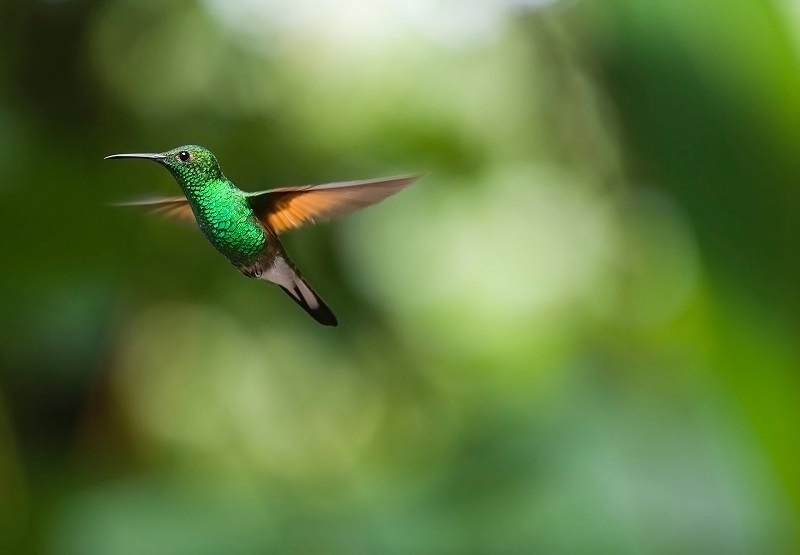 Spring Is In The Air | Why Is A Hummingbird At My Window? – Power Of ...